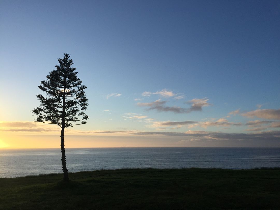 Lone Tree Overlooking Ocean at Sunset