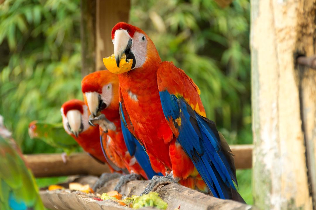 Colorful Scarlett Macaws Eating Fruit in Natural Habitat