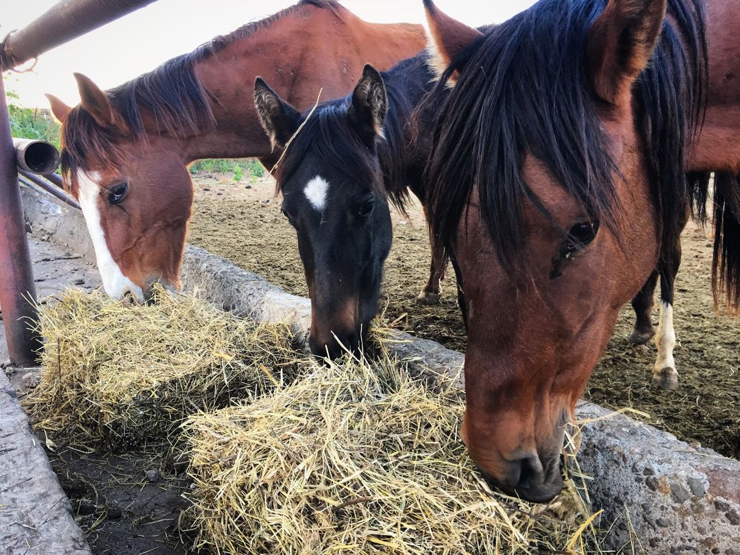 Three Horses Eating Hay at Farm Feeding Trough - Free Stock Photo ...