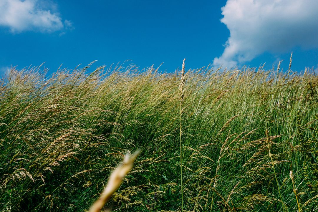 Tall Grass in Windy Field under Blue Sky - Free Stock Photo | Pikwizard