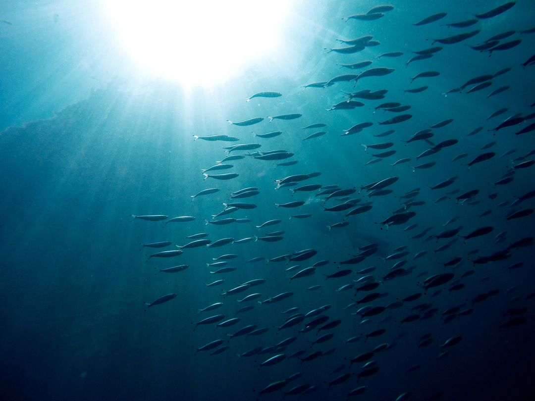 School of Fish Swimming Underwater with Sunlight