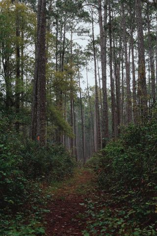 80+ Free Woodland Background - Pikwizard