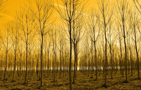 80+ Free Woodland Background - Pikwizard