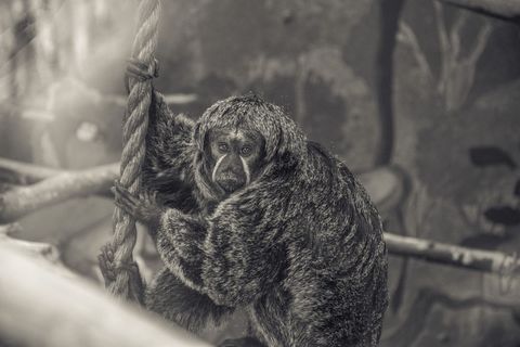 10+ Free Sloth Photos & Pictures - Pikwizard