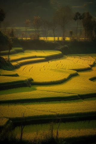 20+ Free rice field images | Free HD Downloads - Pikwizard